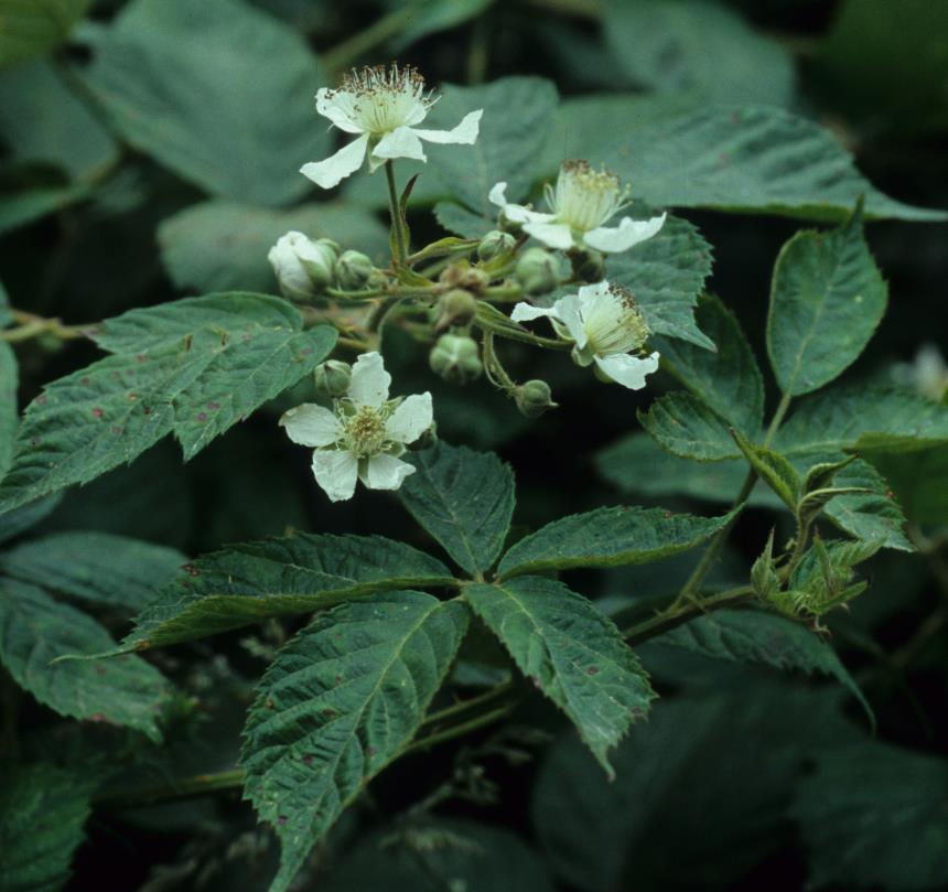 Flora of New Zealand | Taxon Profile | Rubus fruticosus