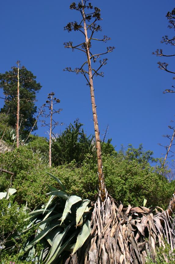 Flora of New Zealand | Weed Profile | Agave americana
