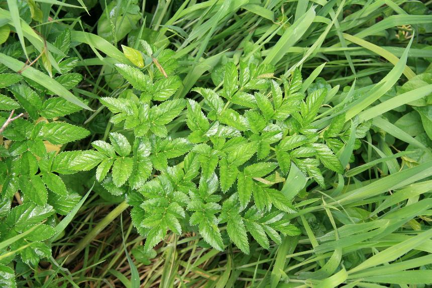 Flora of New Zealand | Weed Profile | Angelica pachycarpa