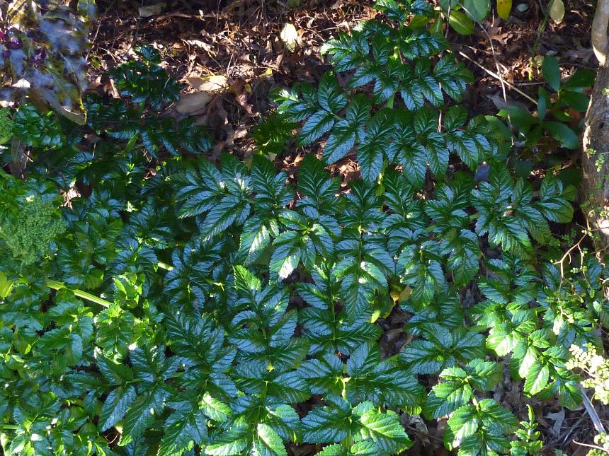 Flora of New Zealand | Weed Profile | Angelica pachycarpa