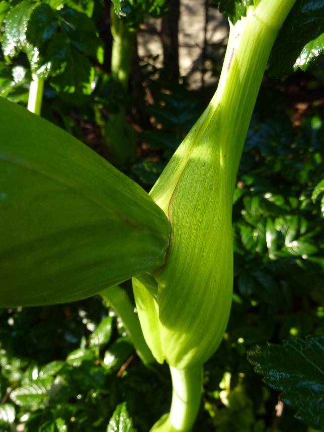Flora of New Zealand | Weed Profile | Angelica pachycarpa