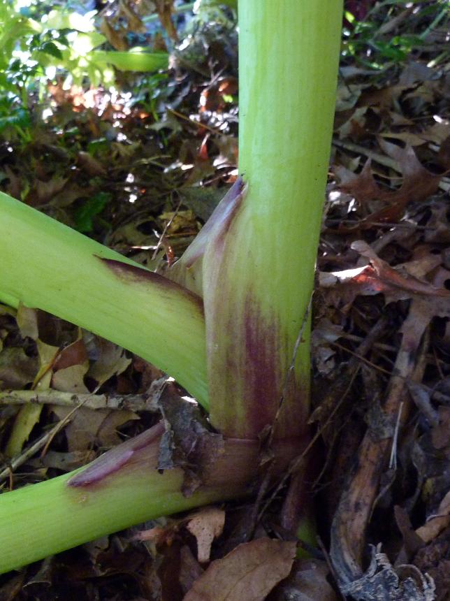 Flora of New Zealand | Weed Profile | Angelica pachycarpa