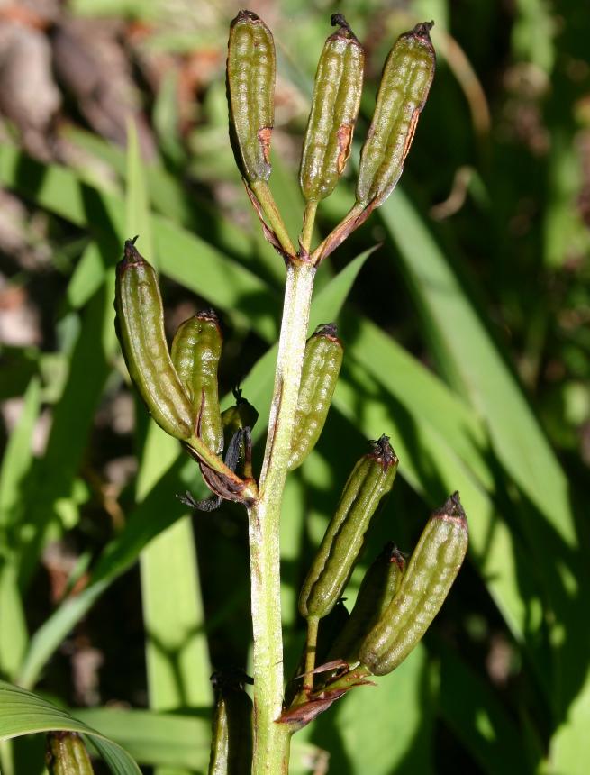 Flora of New Zealand | Weed Profile | Aristea ecklonii