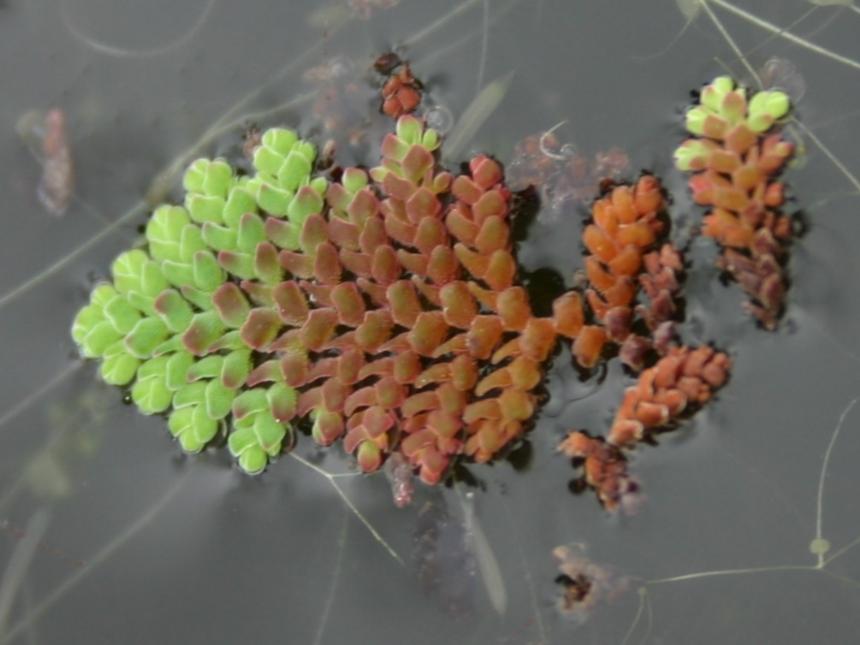 Flora of New Zealand | Weed Profile | Azolla pinnata