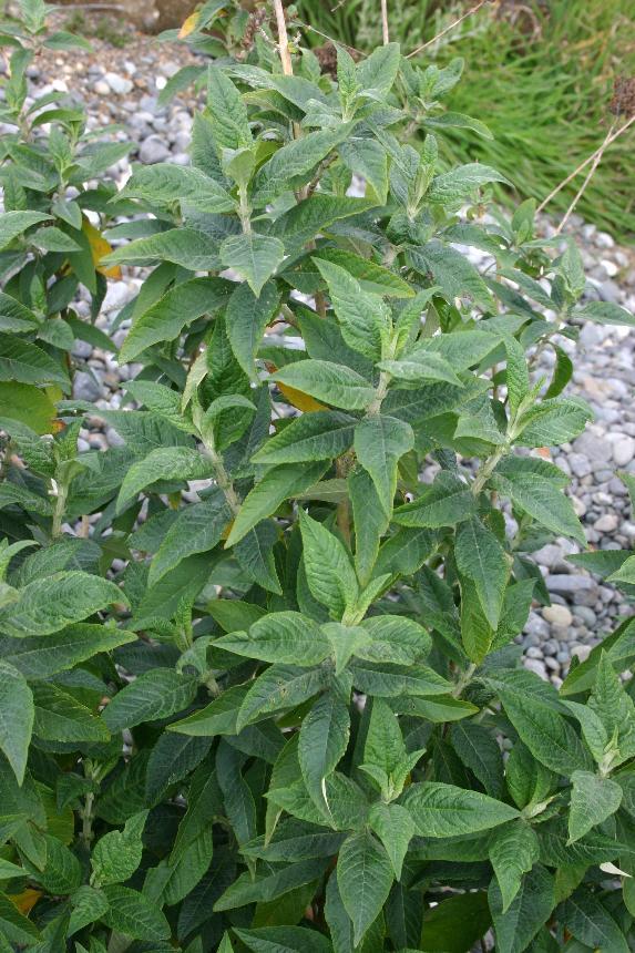 Flora of New Zealand | Weed Profile | Buddleja davidii