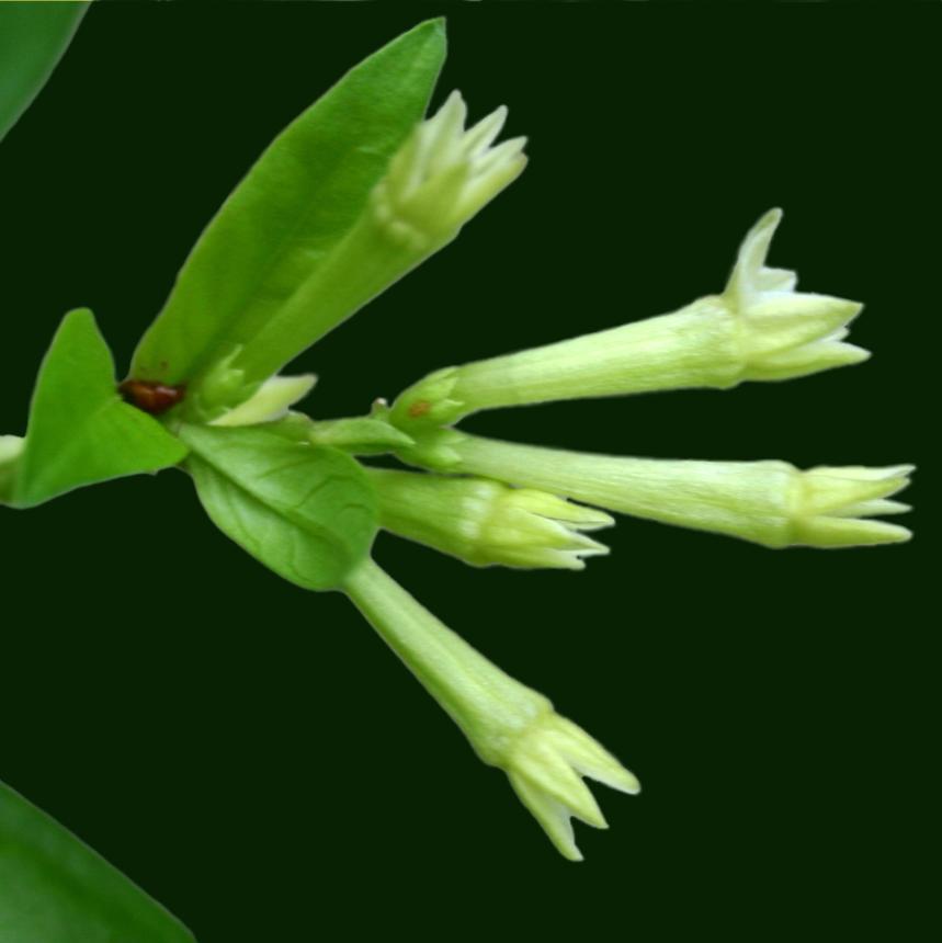 Flora of New Zealand | Weed Profile | Cestrum nocturnum