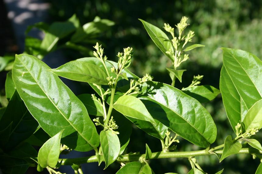 Flora of New Zealand | Weed Profile | Cestrum nocturnum