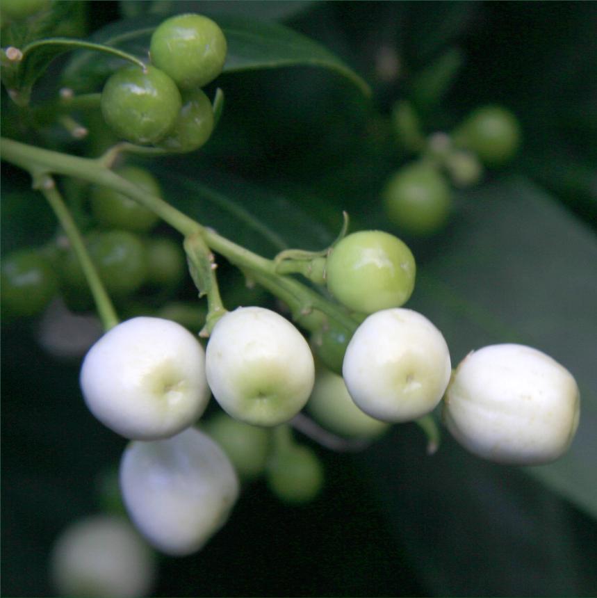 Flora of New Zealand | Weed Profile | Cestrum nocturnum