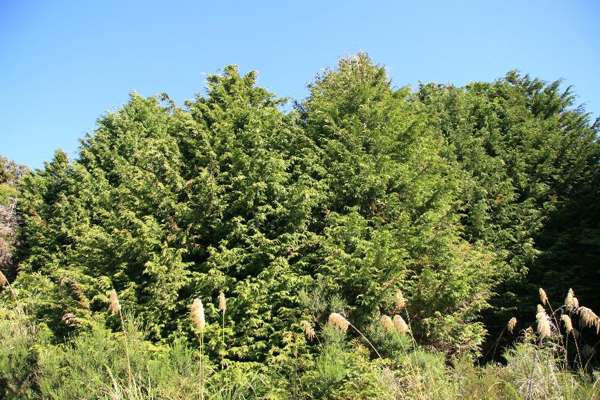 Flora of New Zealand | Weed Profile | Cupressus macrocarpa