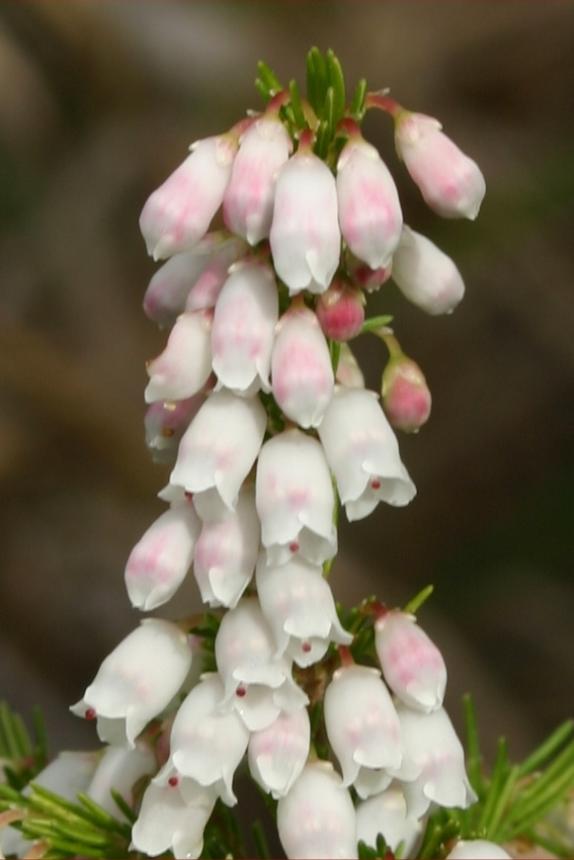 Flora of New Zealand | Weed Profile | Erica lusitanica