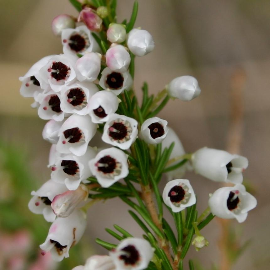 Flora of New Zealand | Weed Profile | Erica lusitanica