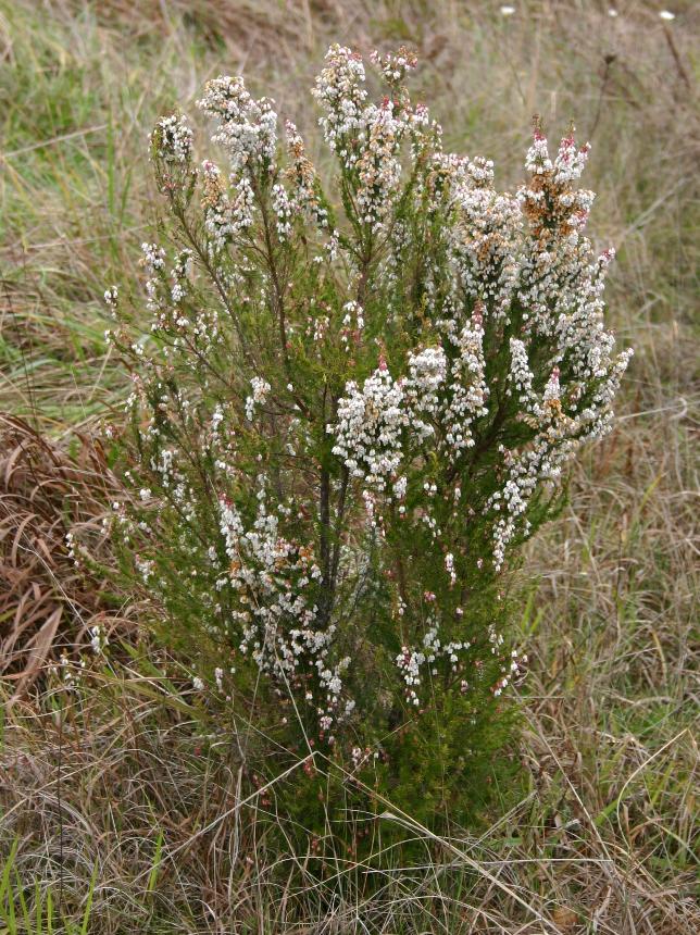 Flora of New Zealand | Weed Profile | Erica lusitanica