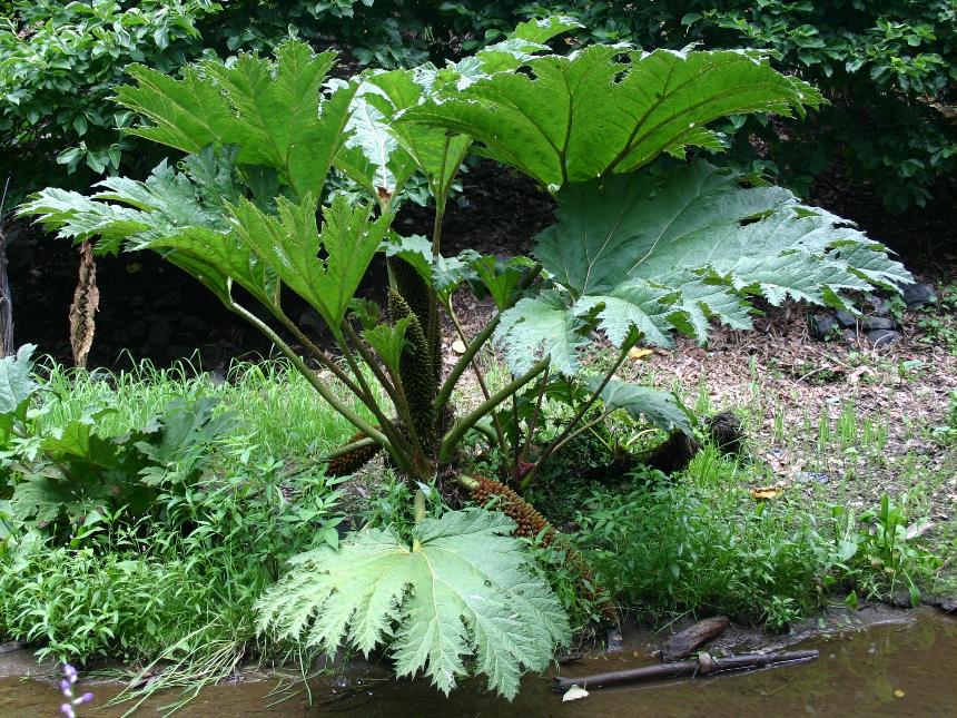 Flora of New Zealand | Weed Profile | Gunnera tinctoria