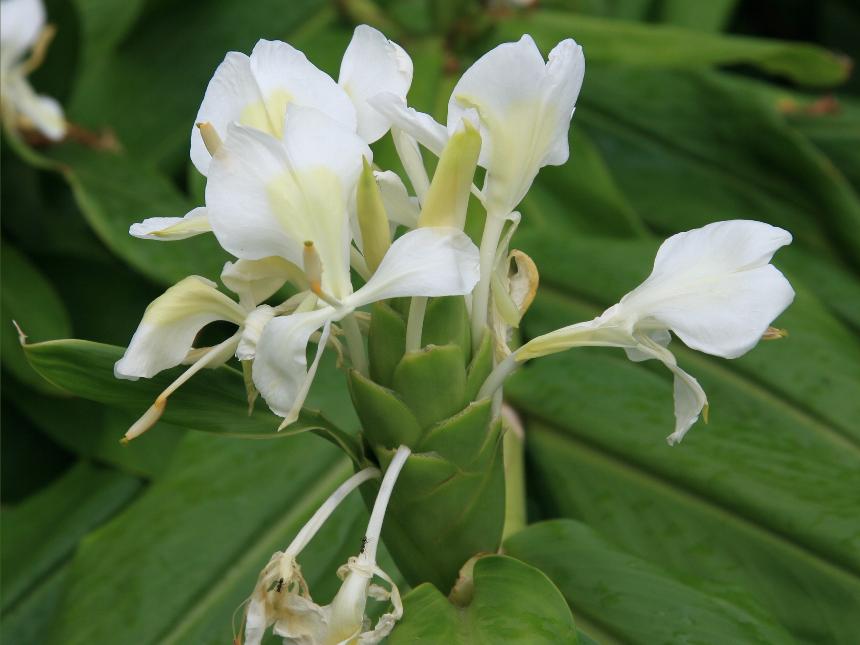 Flora of New Zealand | Weed Profile | Hedychium flavescens
