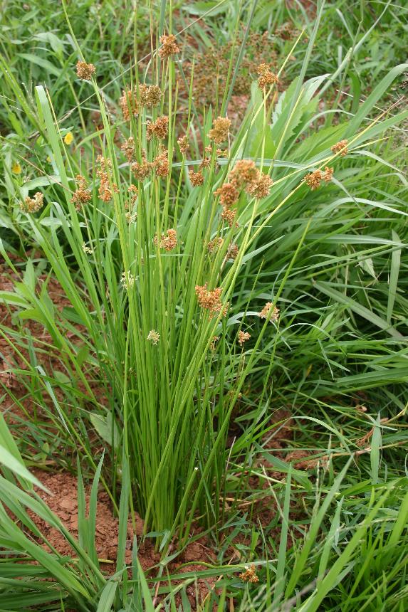 Flora of New Zealand | Weed Profile | Juncus effusus