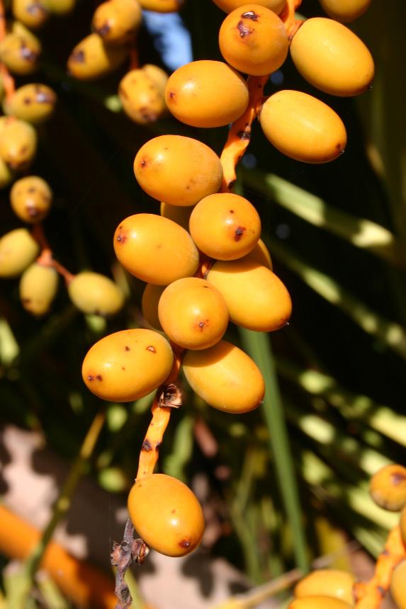 Flora of New Zealand | Weed Profile | Phoenix canariensis