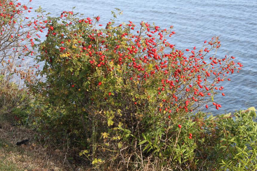 Flora of New Zealand | Weed Profile | Rosa rubiginosa