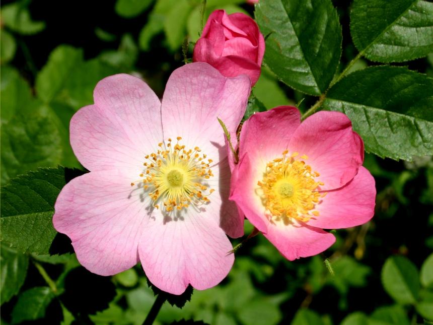 Flora of New Zealand | Weed Profile | Rosa rubiginosa