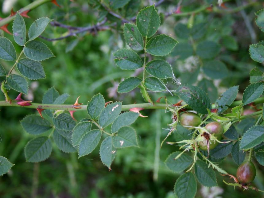 Flora of New Zealand | Weed Profile | Rosa rubiginosa