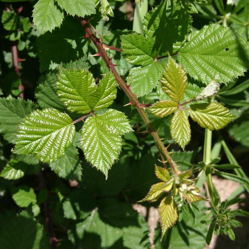 Flora of New Zealand | Weed Profile | Rubus fruticosus