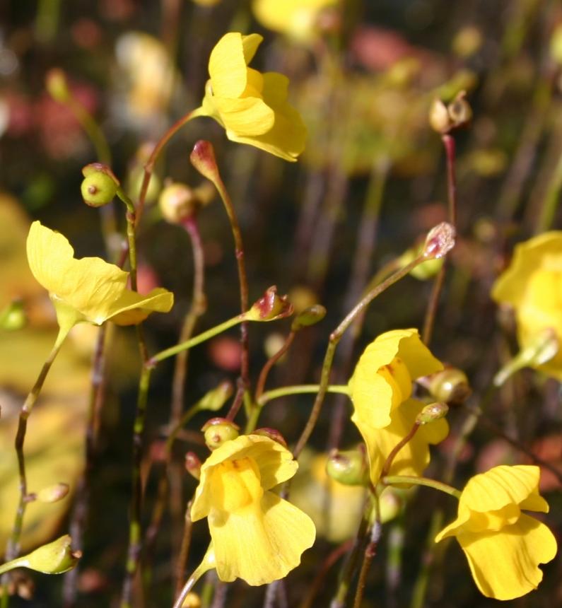 Utricularia Gibba Carnivorous Plant Packs Big Wonders Into Tiny Genome