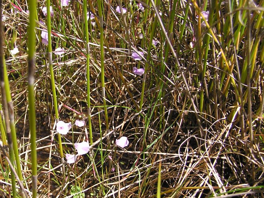 Flora of New Zealand | Weed Profile | Utricularia livida