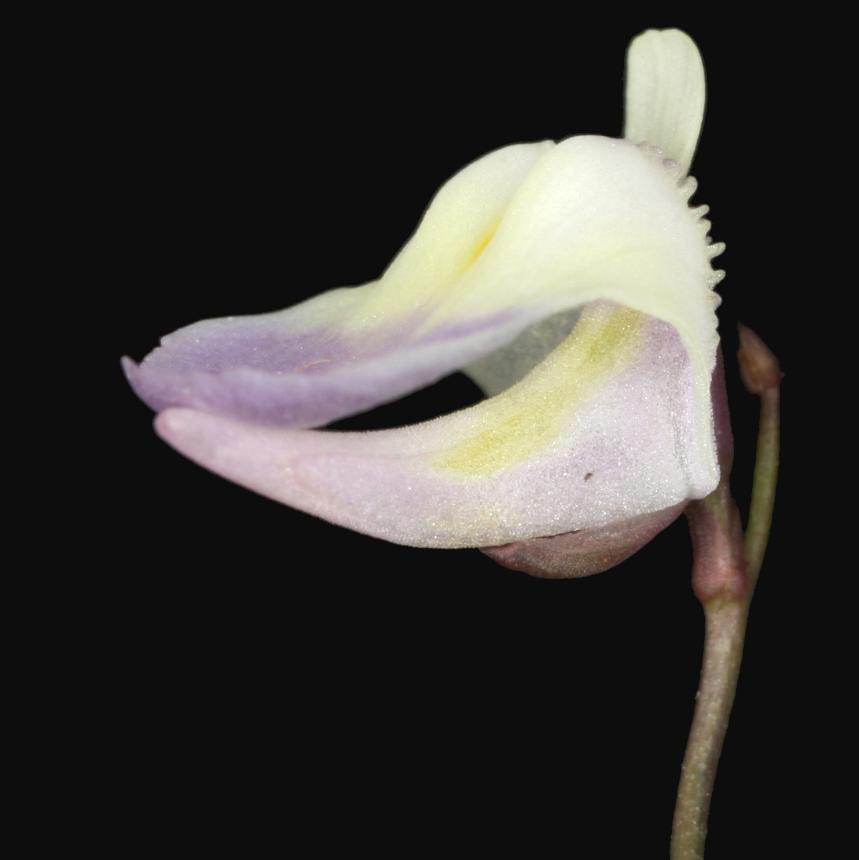 Flora of New Zealand | Weed Profile | Utricularia livida