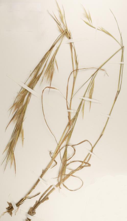 Flora of New Zealand | Weed Profile | Andropogon virginicus