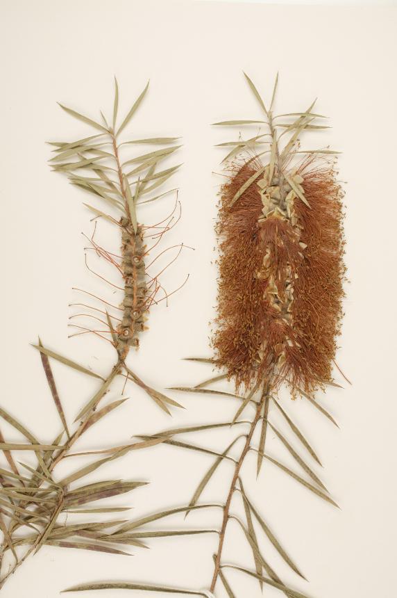 Flora of New Zealand | Weed Profile | Melaleuca linearis