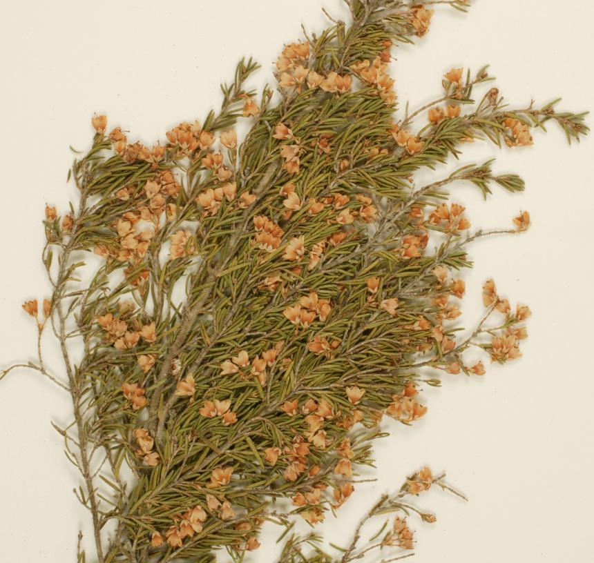 Flora of New Zealand | Weed Profile | Erica arborea