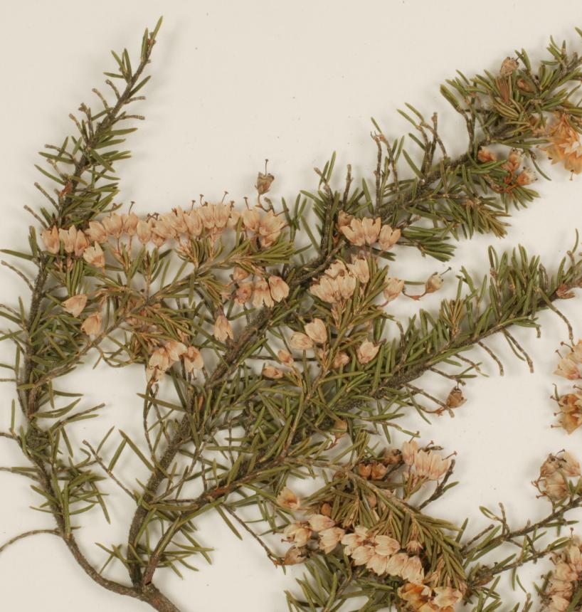 Flora of New Zealand | Weed Profile | Erica arborea