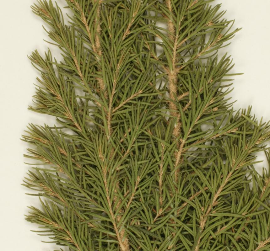 Flora of New Zealand | Weed Profile | Erica arborea