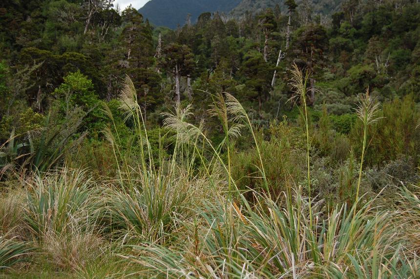 Flora of New Zealand | Taxon Profile | Chionochloa conspicua subsp ...
