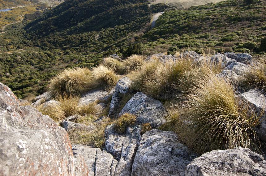 Flora of New Zealand | Gallery Profile | Chionochloa rigida subsp. rigida
