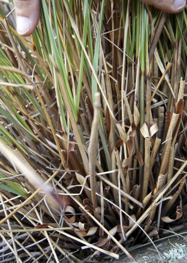 Flora of New Zealand | Gallery Profile | Chionochloa rigida subsp. rigida