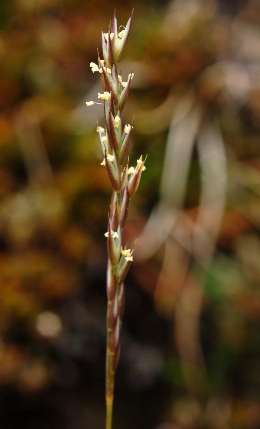 Flora of New Zealand | Taxon Profile | Deyeuxia aucklandica