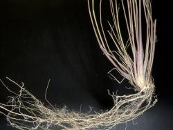 Flora of New Zealand | Taxon Profile | Eragrostis curvula