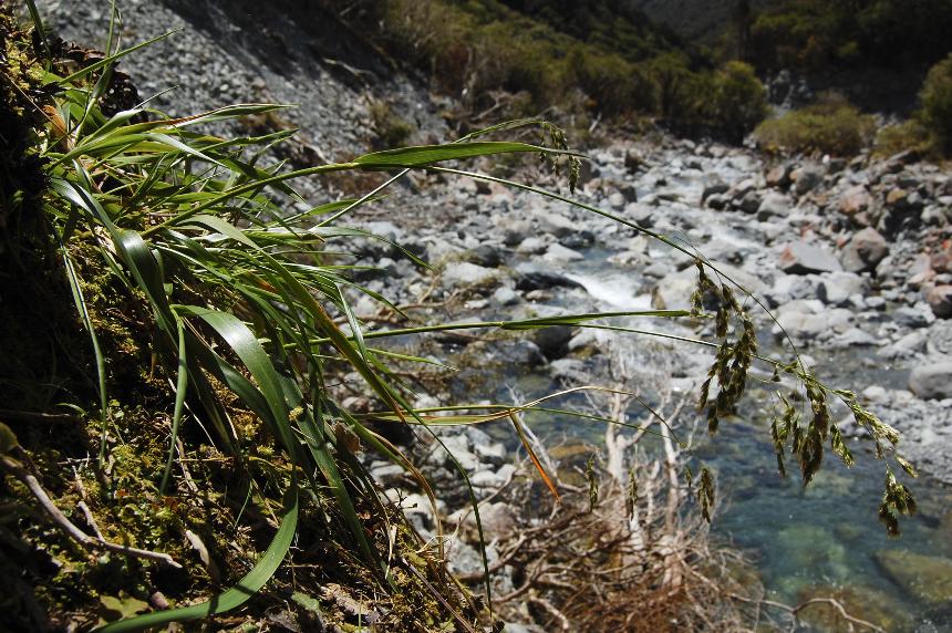 Flora of New Zealand | Taxon Profile | Hierochloe cuprea