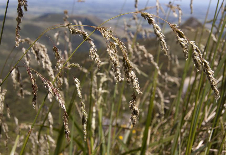 Flora of New Zealand | Taxon Profile | Hierochloe redolens