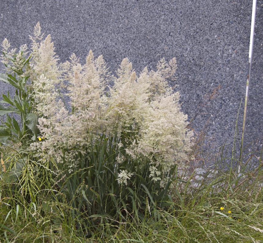 Flora of New Zealand | Taxon Profile | Holcus lanatus