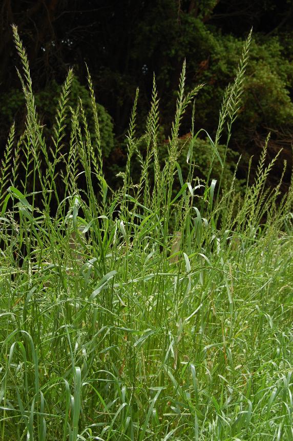 Flora of New Zealand | Taxon Profile | Lolium multiflorum