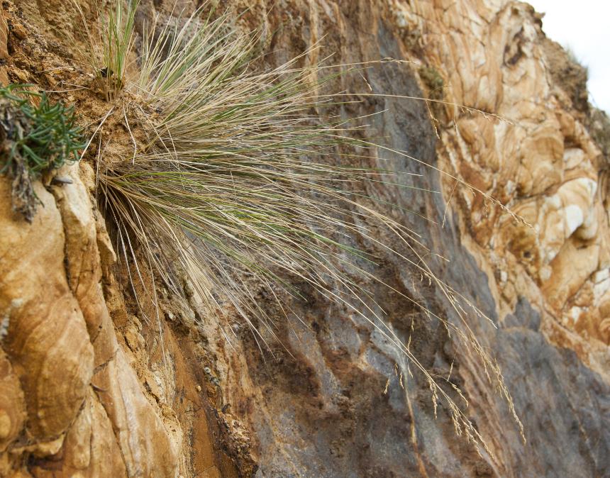 Flora of New Zealand | Taxon Profile | Poa cita