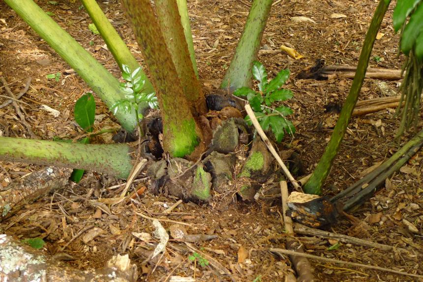 Flora of New Zealand | Taxon Profile | Ptisana salicina