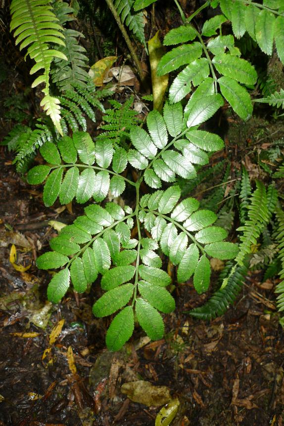 Flora of New Zealand | Taxon Profile | Ptisana salicina