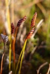 Flora of New Zealand | Taxon Profile | Schizaeaceae