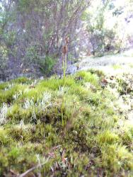 Flora of New Zealand | Taxon Profile | Schizaea bifida