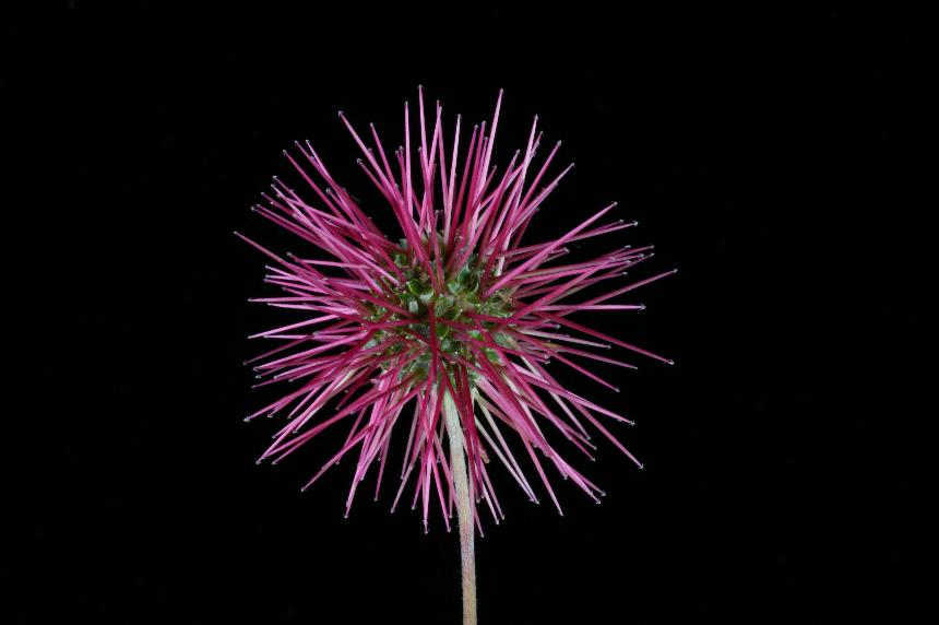 Flora of New Zealand | Taxon Profile | Acaena microphylla