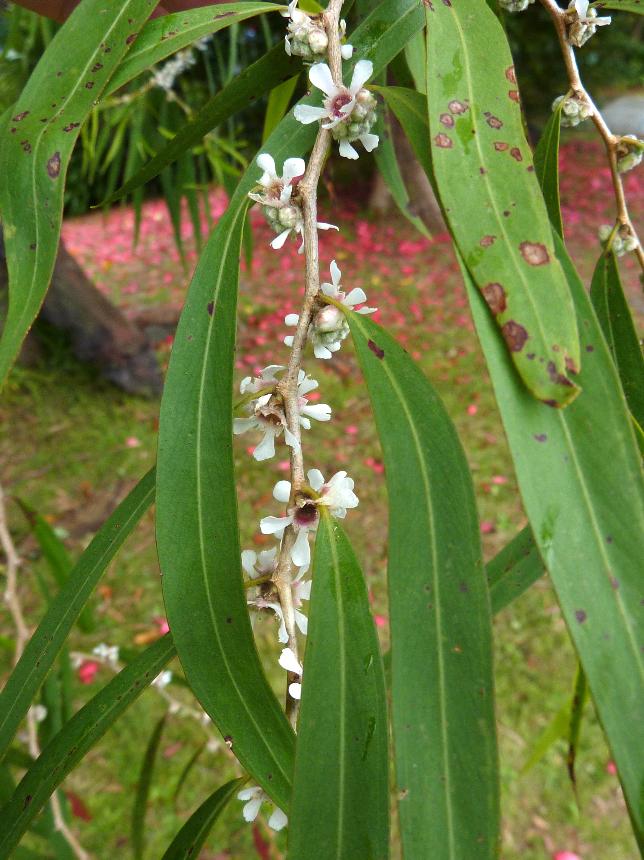 Flora of New Zealand | Taxon Profile | Agonis flexuosa