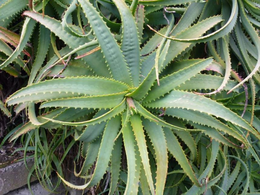 Flora of New Zealand | Gallery Profile | Aloe arborescens