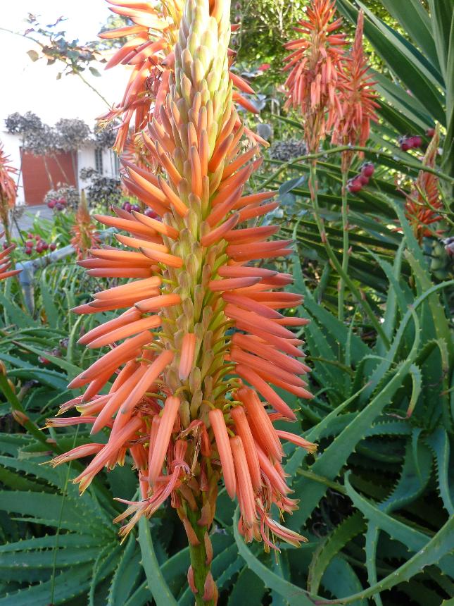 Flora of New Zealand | Gallery Profile | Aloe arborescens